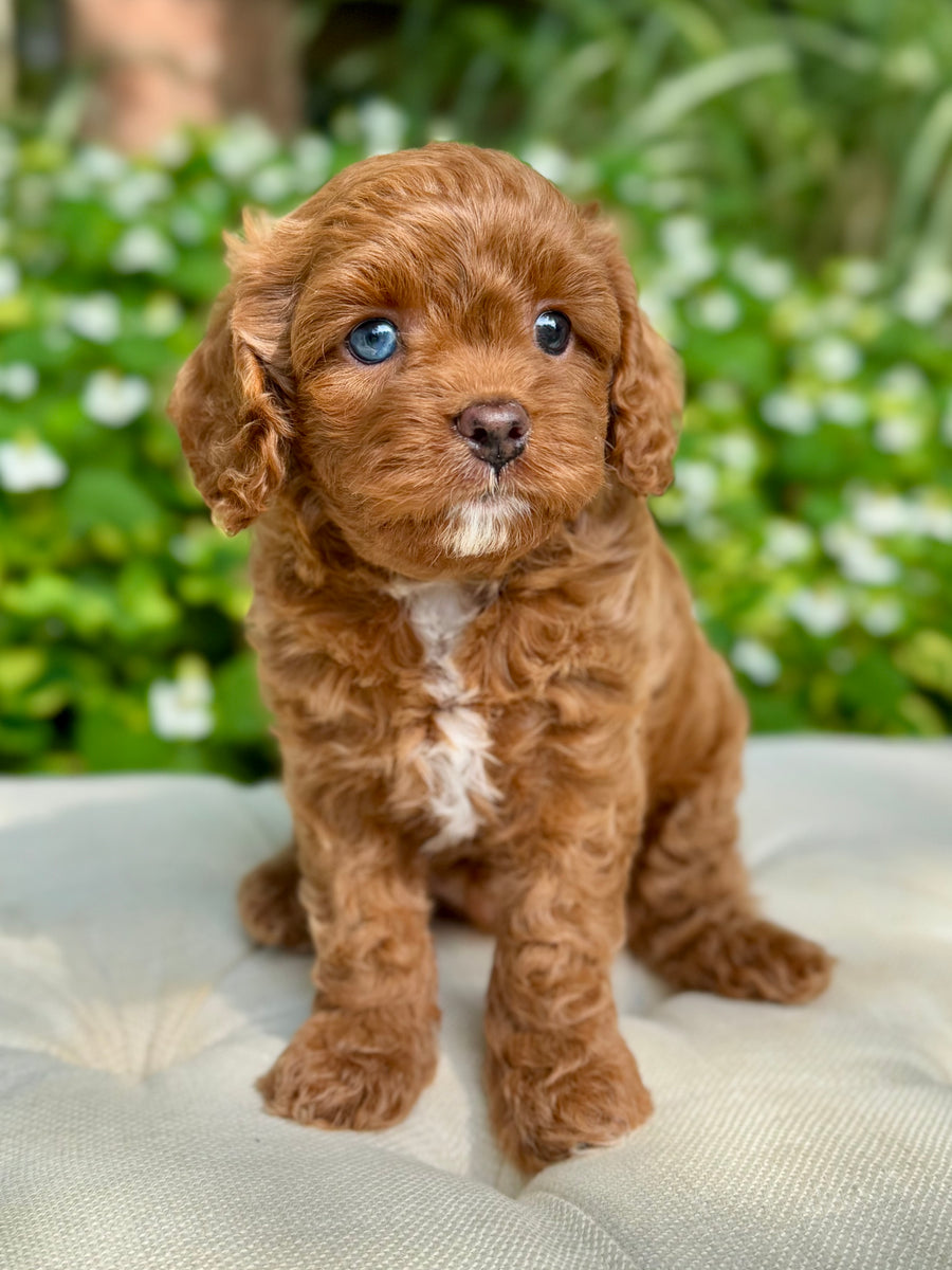 Mr. Darcy Cavapoo Puppy 💙 ADOPTED – Precious Pups USA