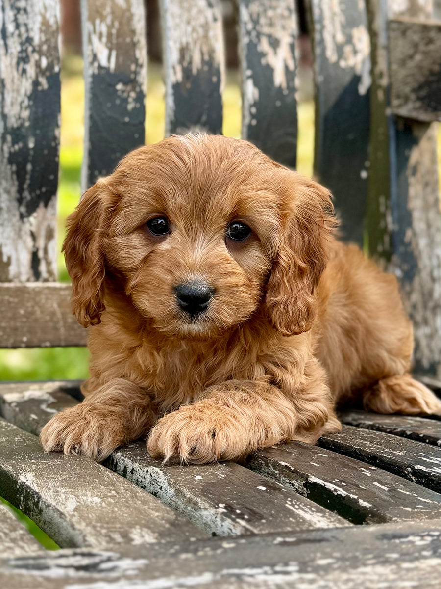 Rupert Cavapoo Puppy 💙 ADOPTED – Precious Pups USA