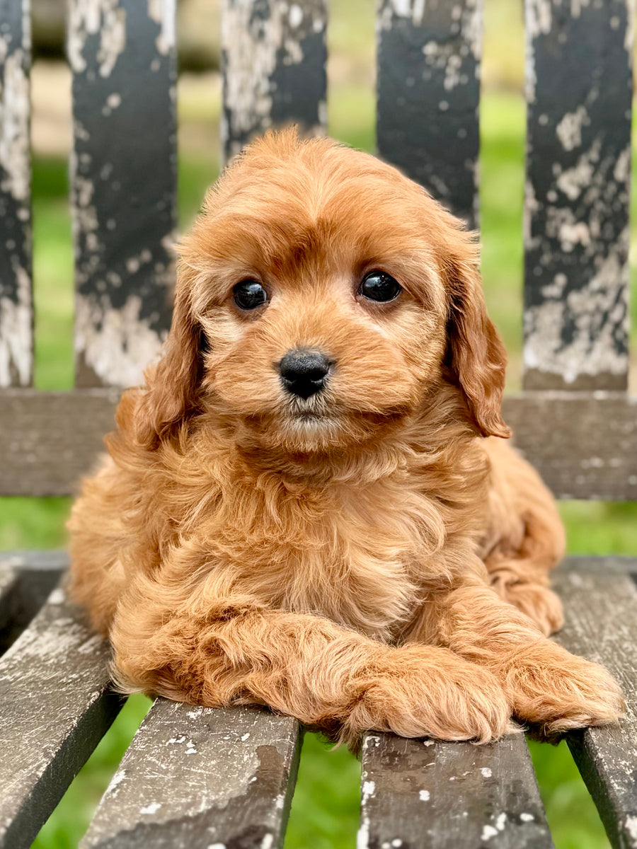 Rosalie Cavapoo Puppy 💗 ADOPTED – Precious Pups USA