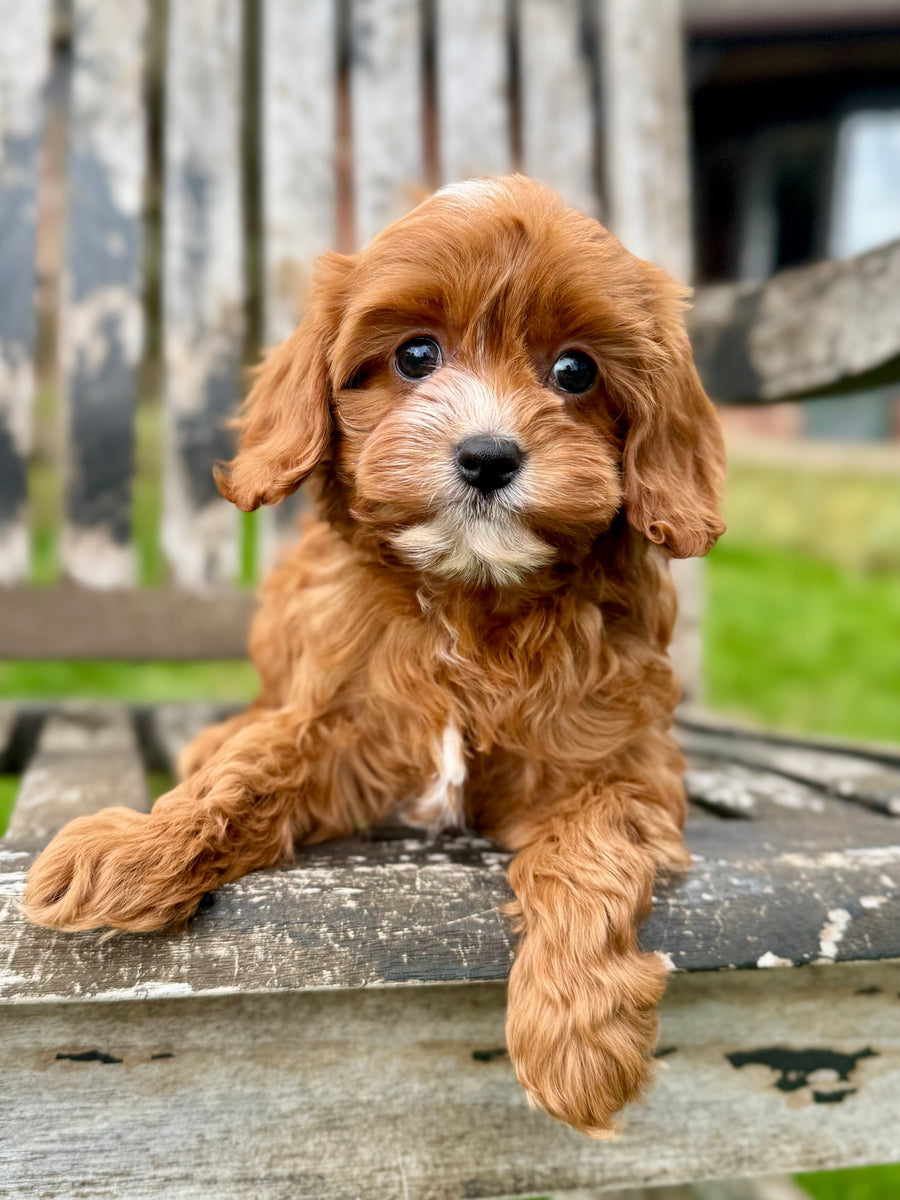 Lucille Cavapoo Puppy 💗 ADOPTED – Precious Pups USA