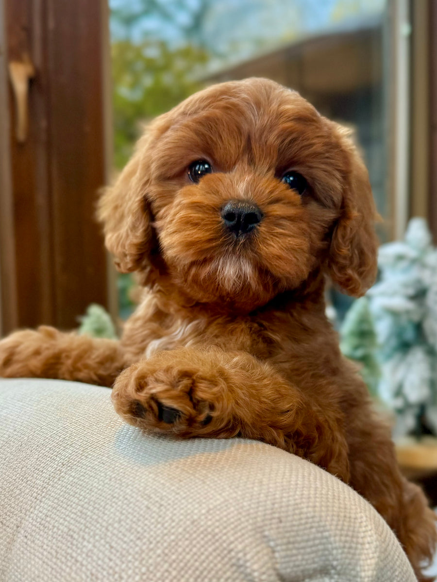 Penny Cavapoo Puppy 💗 SOLD – Precious Pups USA