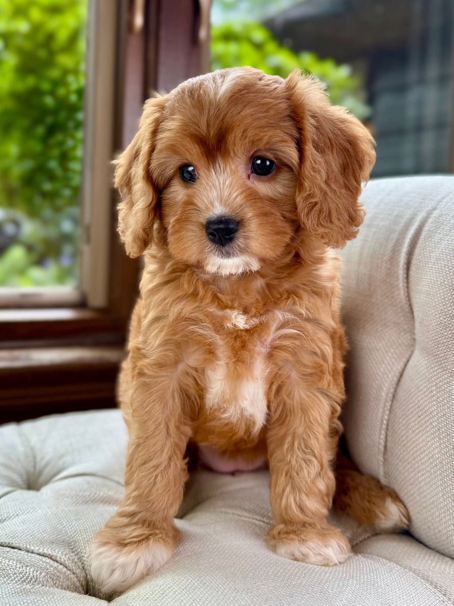 Ruby Cavapoo Puppy 💗 ADOPTED – Precious Pups USA
