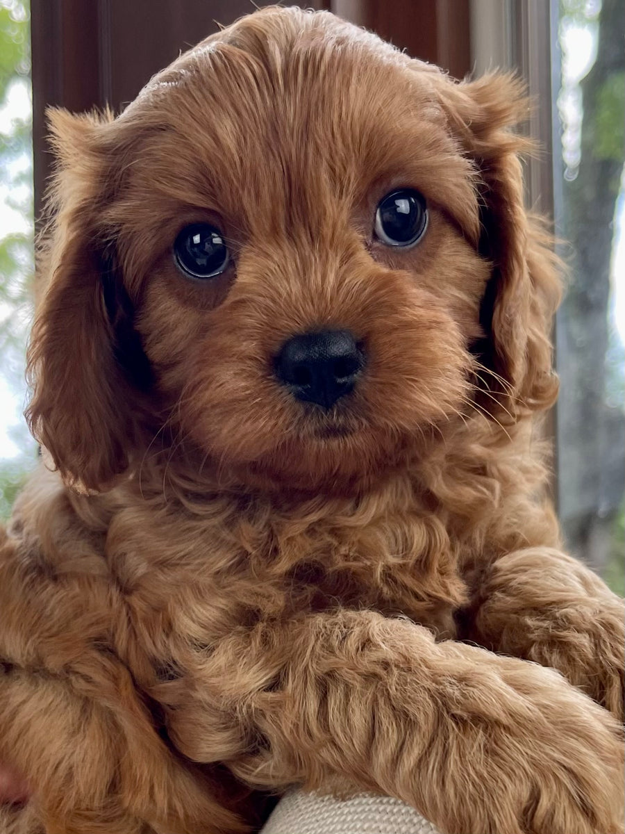 Duke Cavapoo Puppy 💙 SOLD – Precious Pups USA