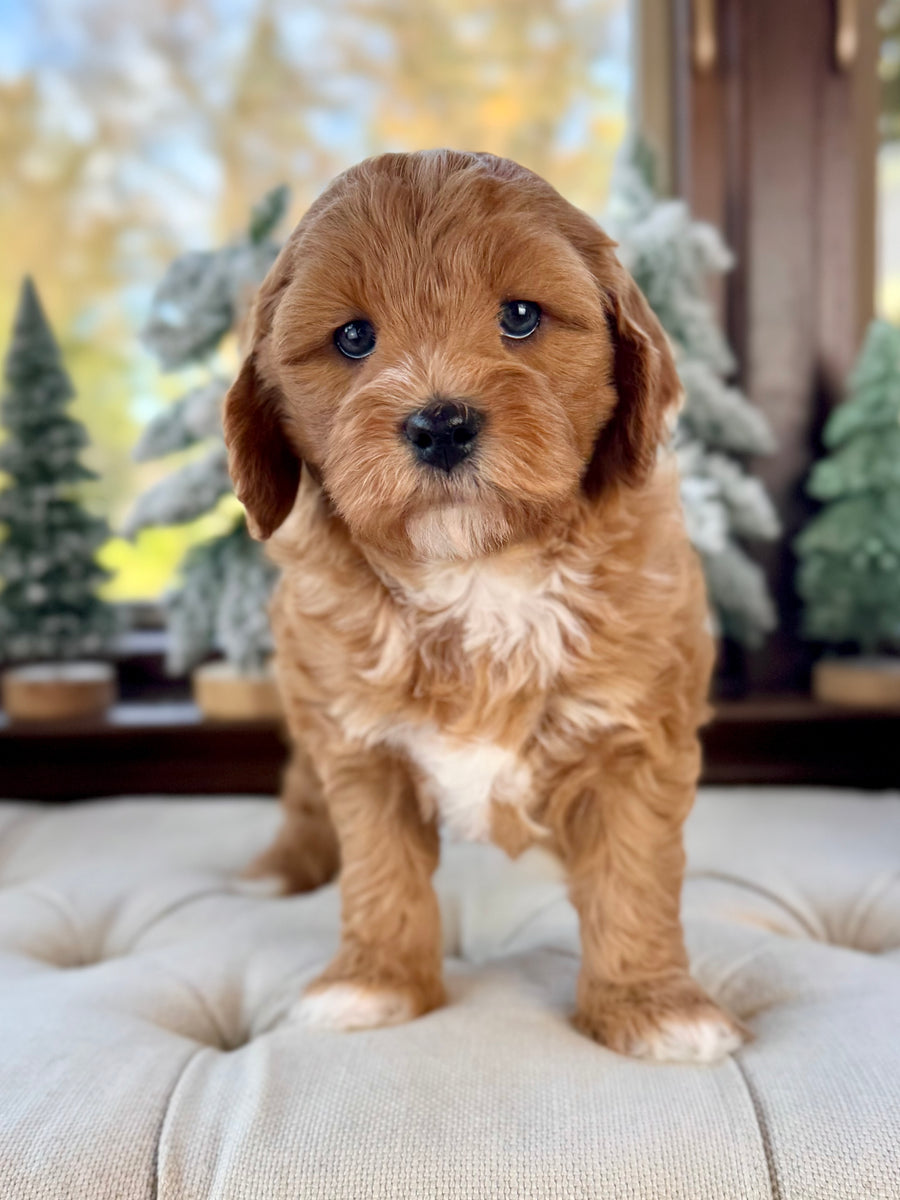 Anna Cavapoo Puppy 💗Guardian Home Program SOLD – Precious Pups USA