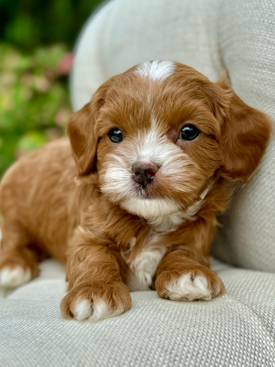 Loki Cavapoo Puppy 💙 SOLD – Precious Pups USA
