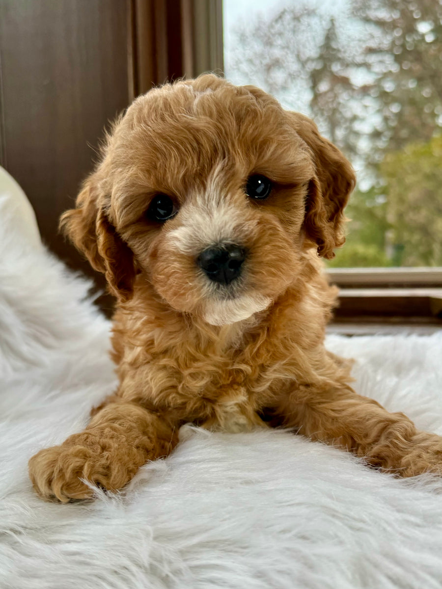Griffin Cavapoo Puppy 💙 SOLD – Precious Pups USA