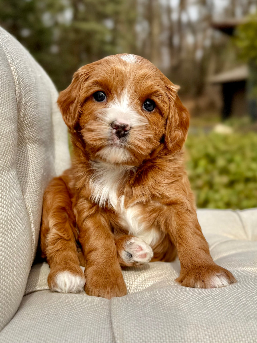 Poppy Cavapoo Puppy 💗 ADOPTED – Precious Pups USA
