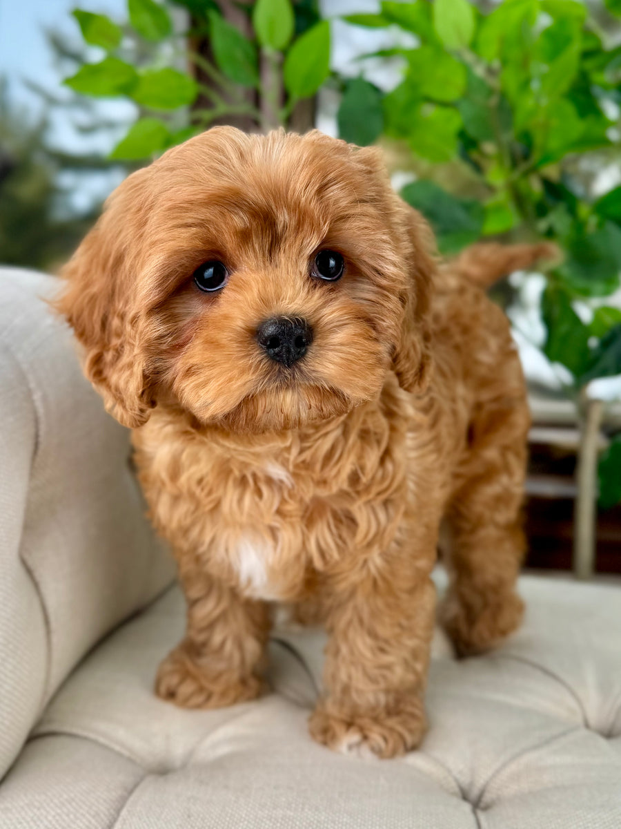 Ry Cavapoo Puppy 💙 ADOPTED – Precious Pups USA