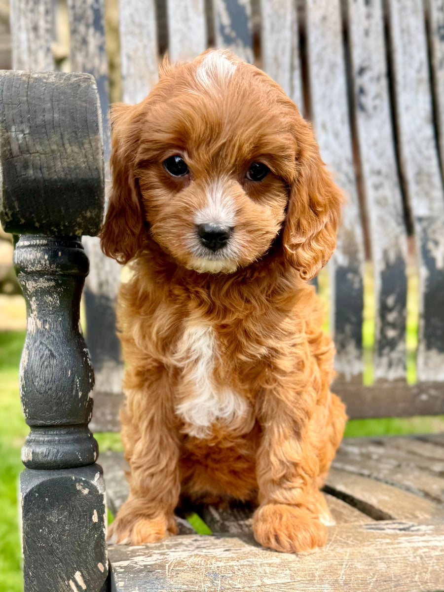 Clementine Cavapoo Puppy 💗 ADOPTED – Precious Pups USA