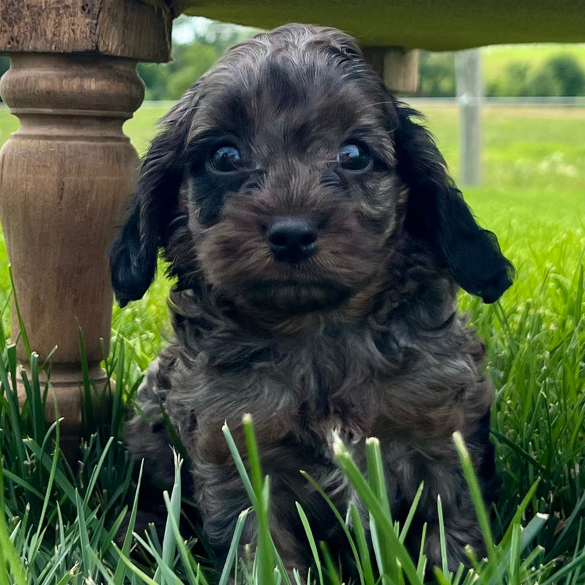Louie Cavapoo Puppy 💙 SOLD – Precious Pups USA