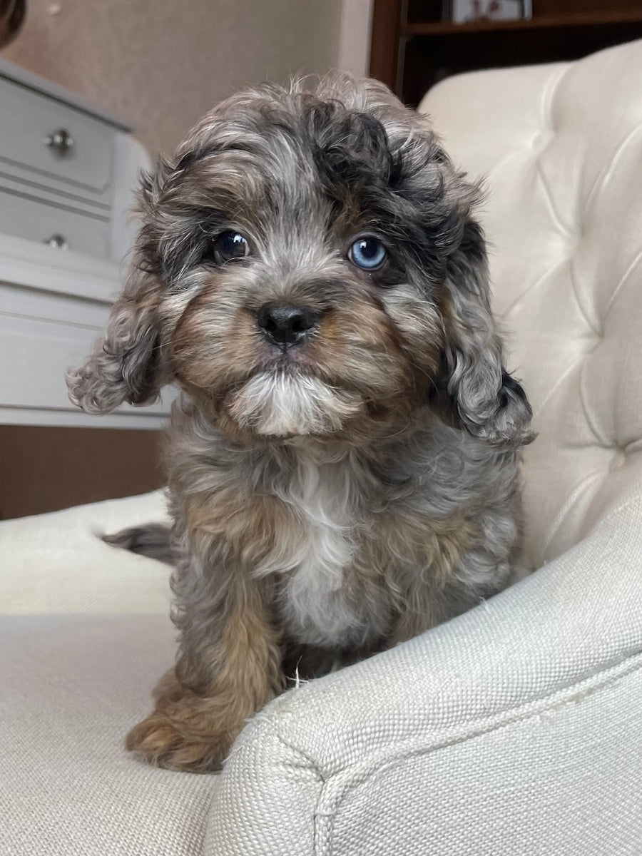 Murphy Cavapoo Puppy 💙 SOLD – Precious Pups USA