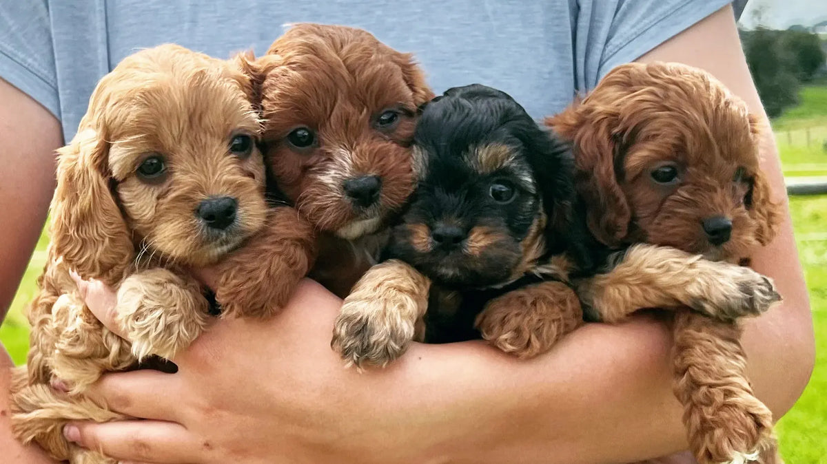 Available Puppies – Precious Pups Doodles