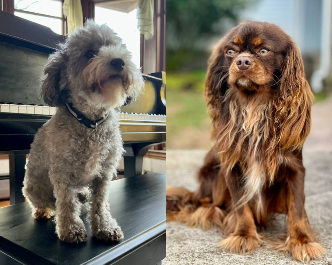 Dash Teacup Cavapoo Puppy 💙 ADOPTED – Precious Pups USA