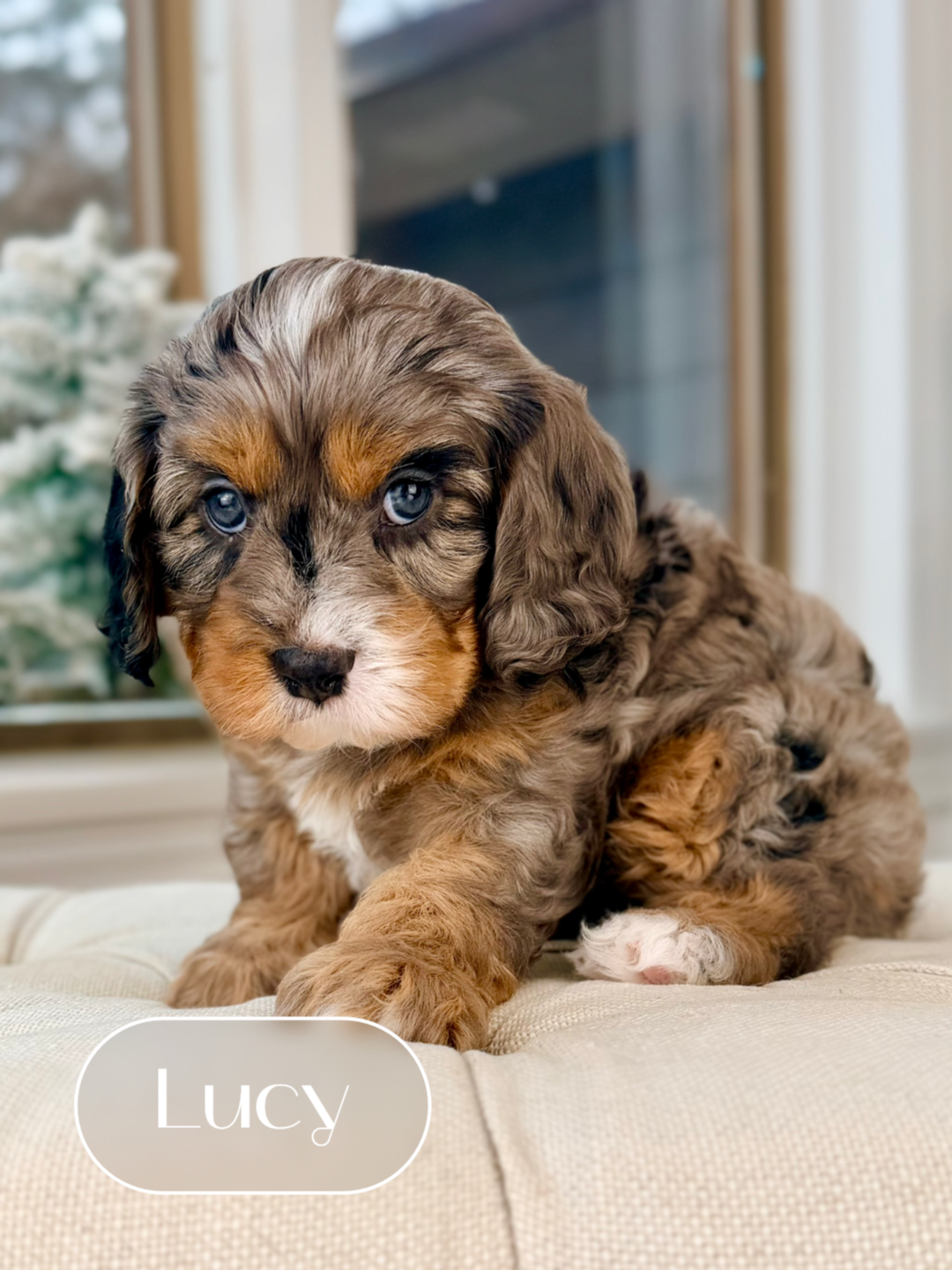 Mini Cavapoo Puppy - Megan & Bow - January 2026 - Reservations Open ...