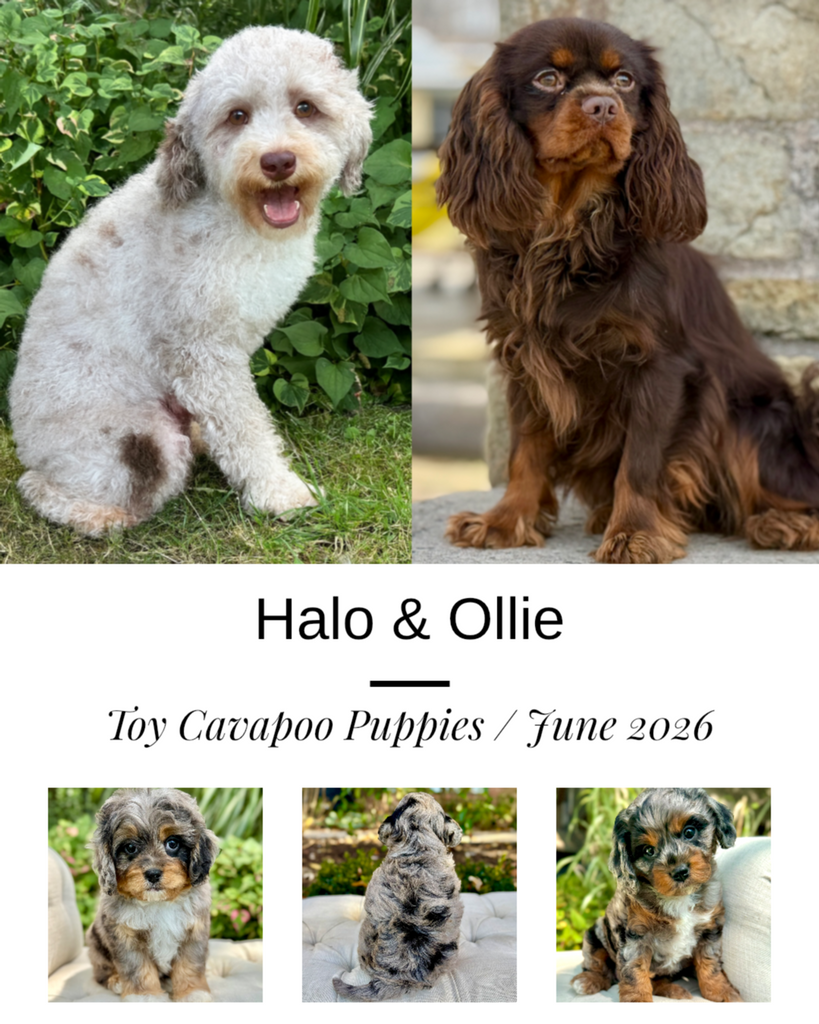 Upcoming Litters – Precious Pups Doodles