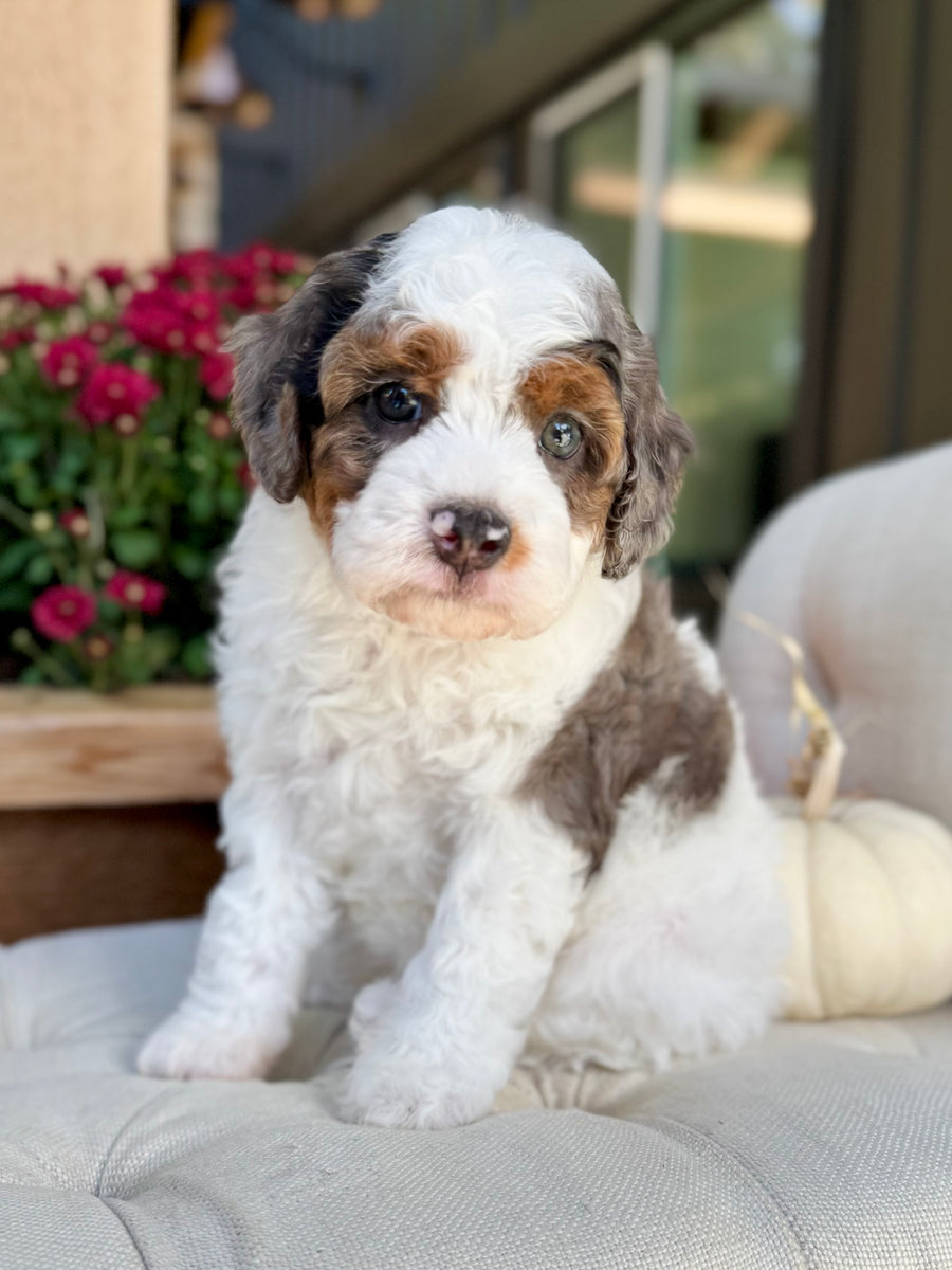 Arlo F1b Cavapoo Puppy 💙 ADOPTED – Precious Pups USA