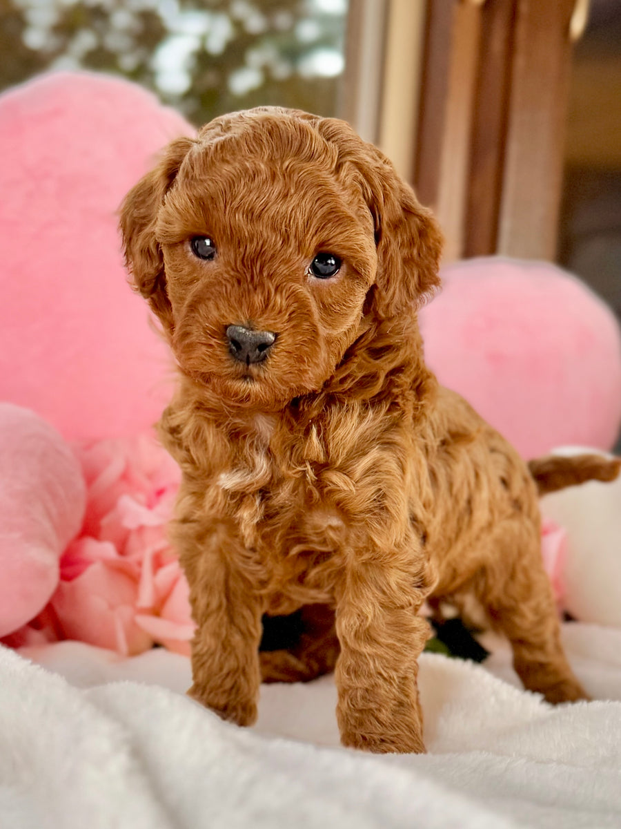 Colt Teacup F1b Cavapoo/ Poodle Puppy 💙 SOLD – Precious Pups USA