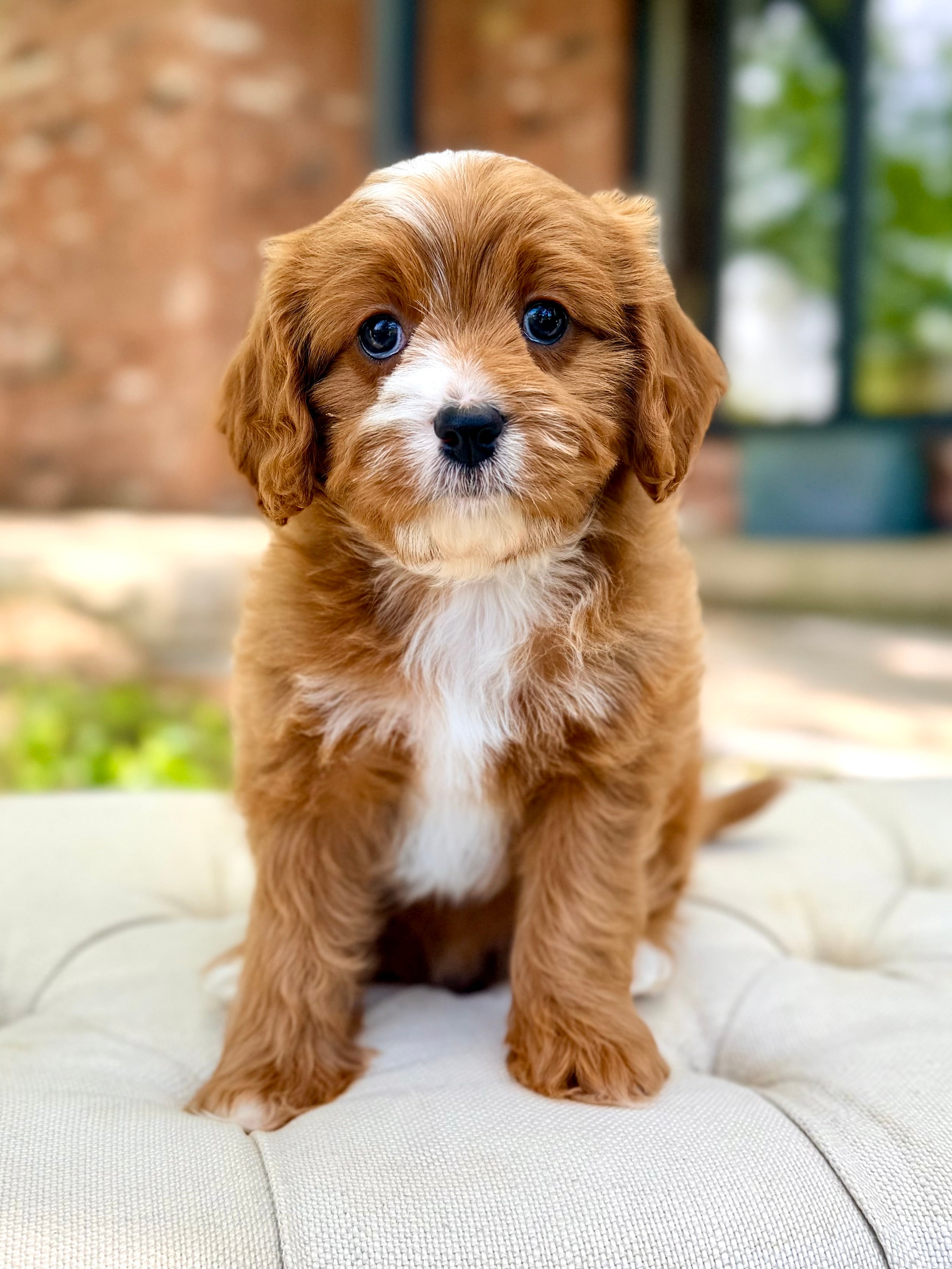 Elodie Cavapoo Puppy 💗 – Precious Pups Doodles