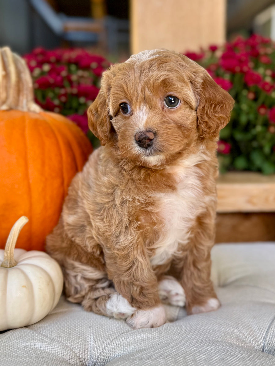 Suki F1b Cavapoo Puppy 💗 ADOPTED – Precious Pups USA
