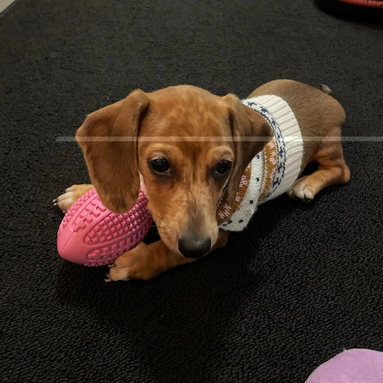 Gallery – Precious Pups USA
