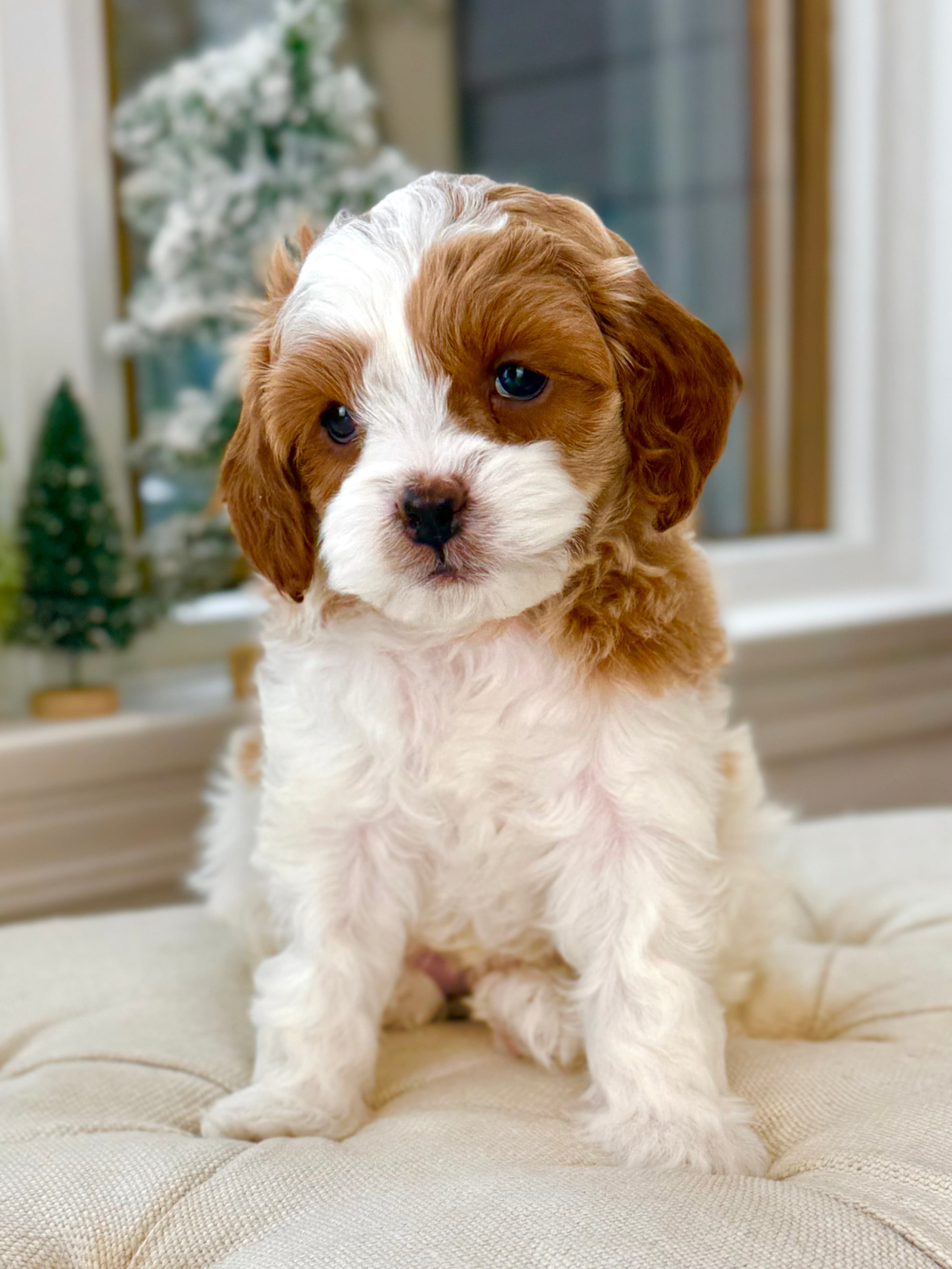 Rowan Multigen Cavapoo Puppy 💗 ADOPTED – Precious Pups USA