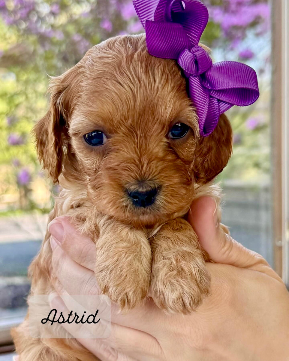 Astrid Toy Cavapoo Puppy 💗 SOLD – Precious Pups USA