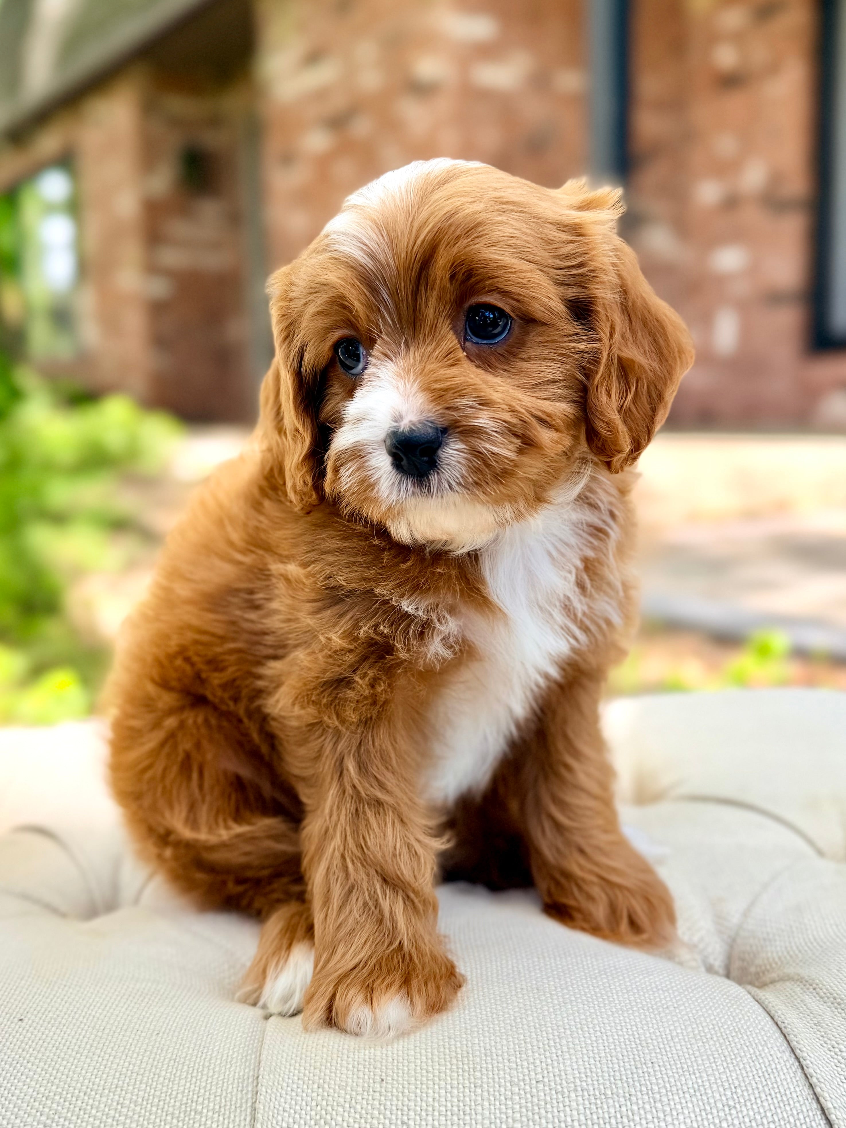 Elodie Cavapoo Puppy 💗 – Precious Pups Doodles