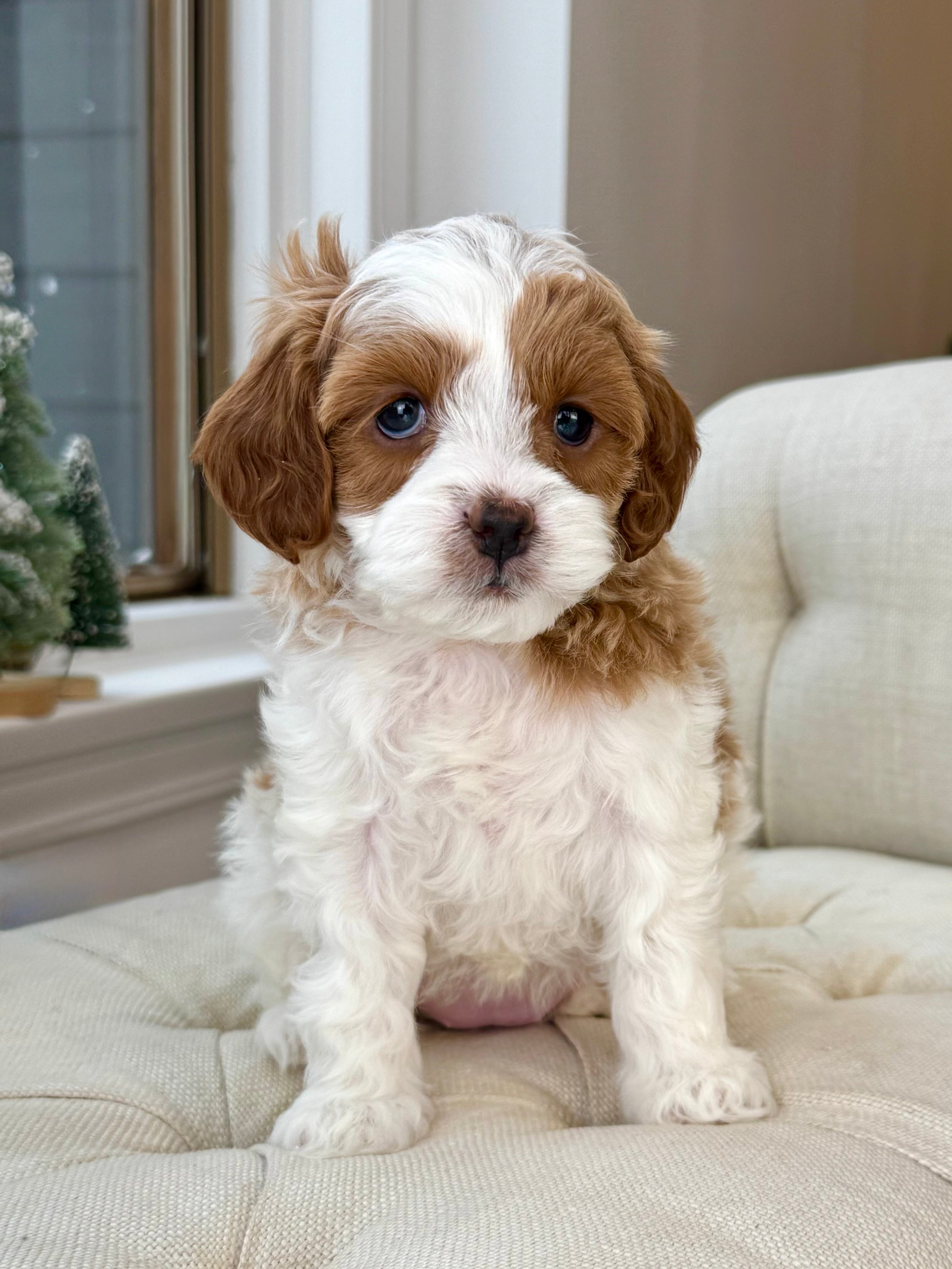 Rowan Multigen Cavapoo Puppy 💗 ADOPTED – Precious Pups USA