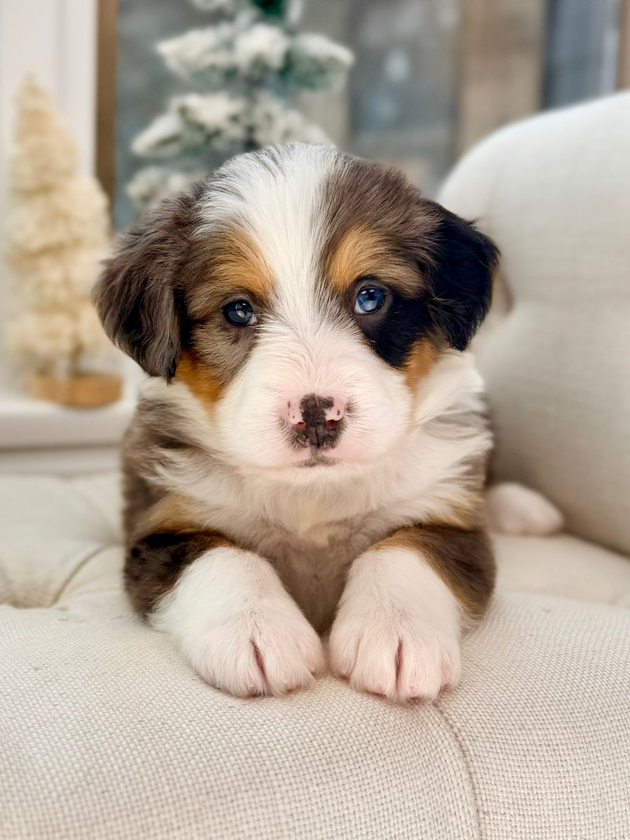 George Mini Bernedoodle Puppy 💙 SOLD – Precious Pups Doodles