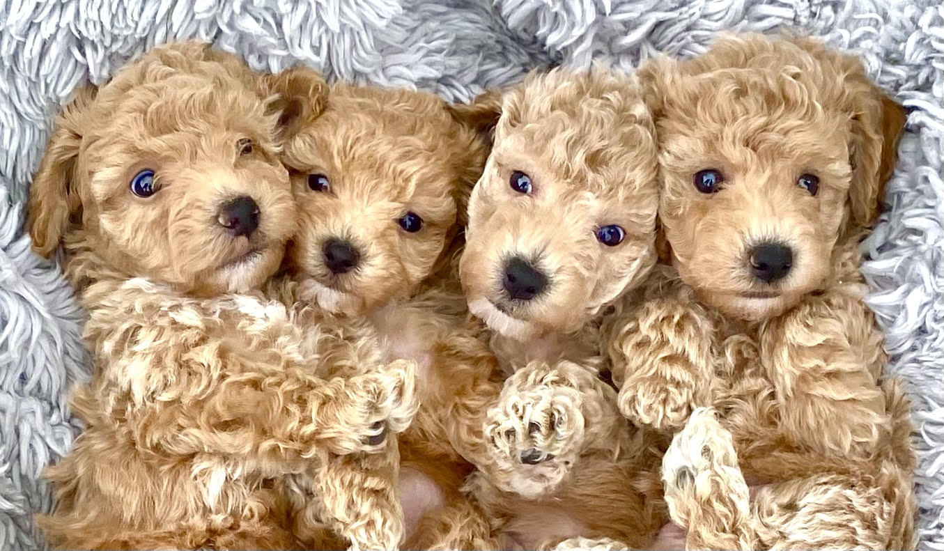 Precious Pups USA | Sagamore Hills, Ohio