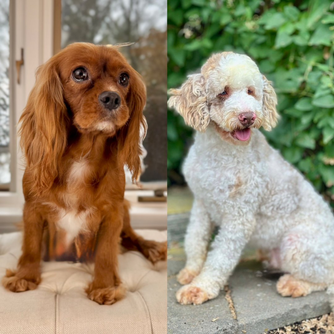 Mini Cavapoo Puppy - Megan & Bow - January 2026 - Reservations Open ...