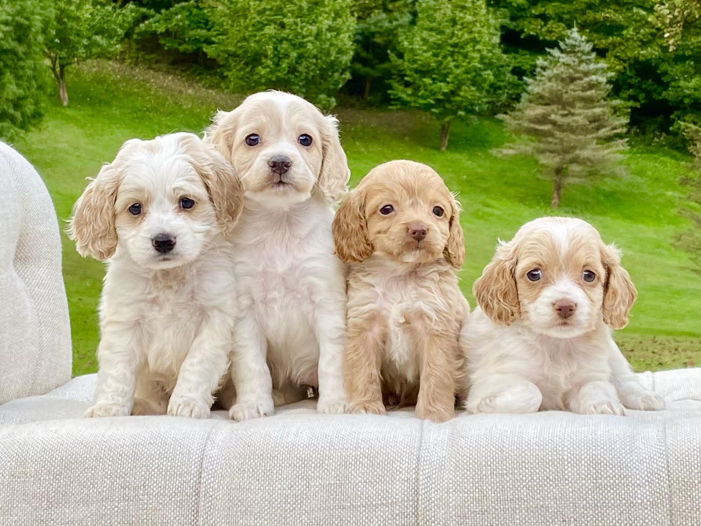 Precious Pups USA | Sagamore Hills, Ohio