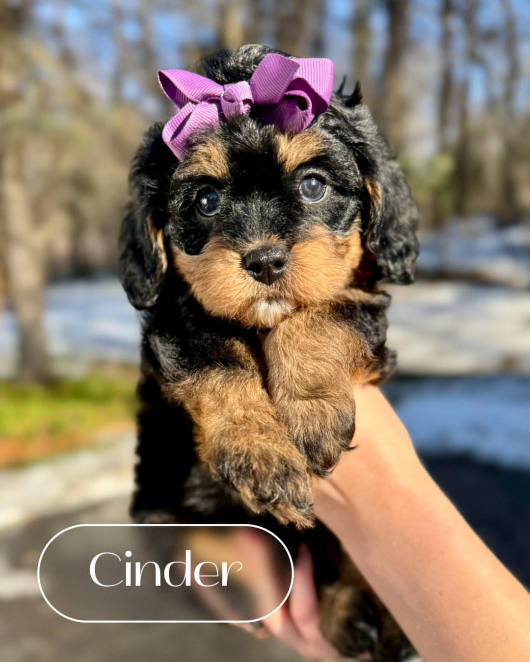 Toy/Mini Cavapoo Puppy - Rita & Quest - January 2026 - Reservations Op ...
