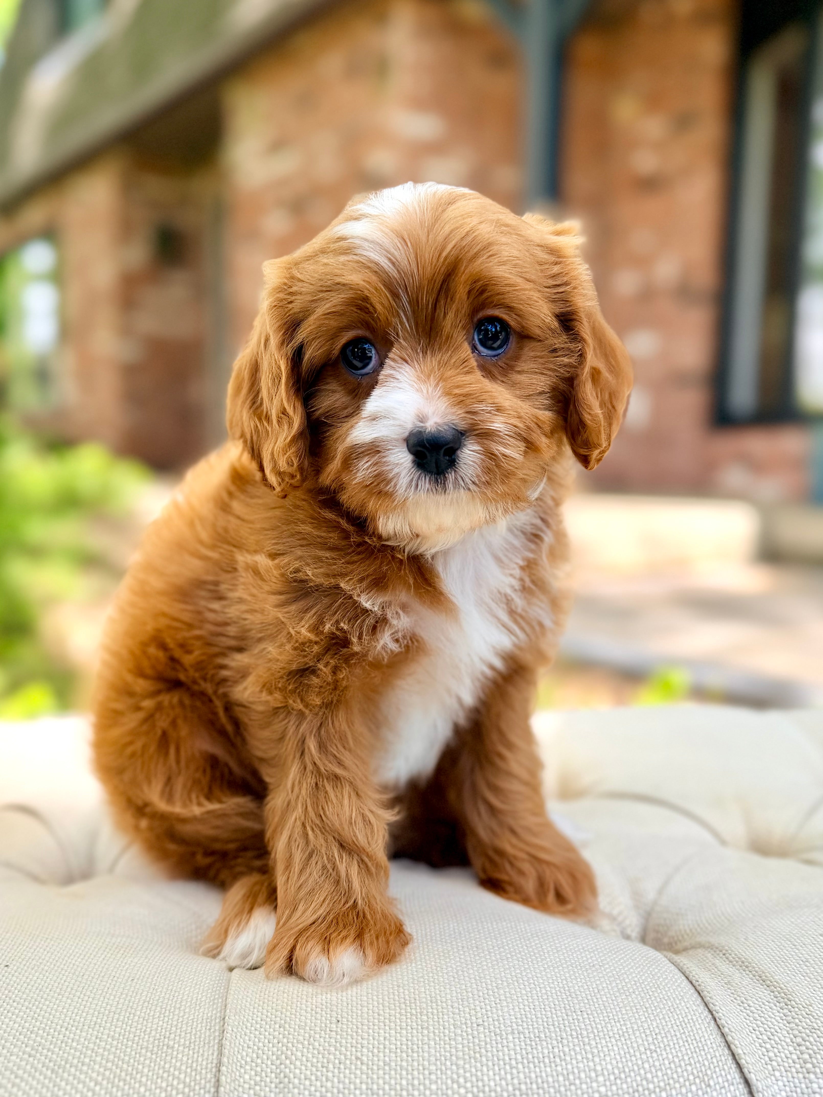 Elodie Cavapoo Puppy 💗 – Precious Pups Doodles