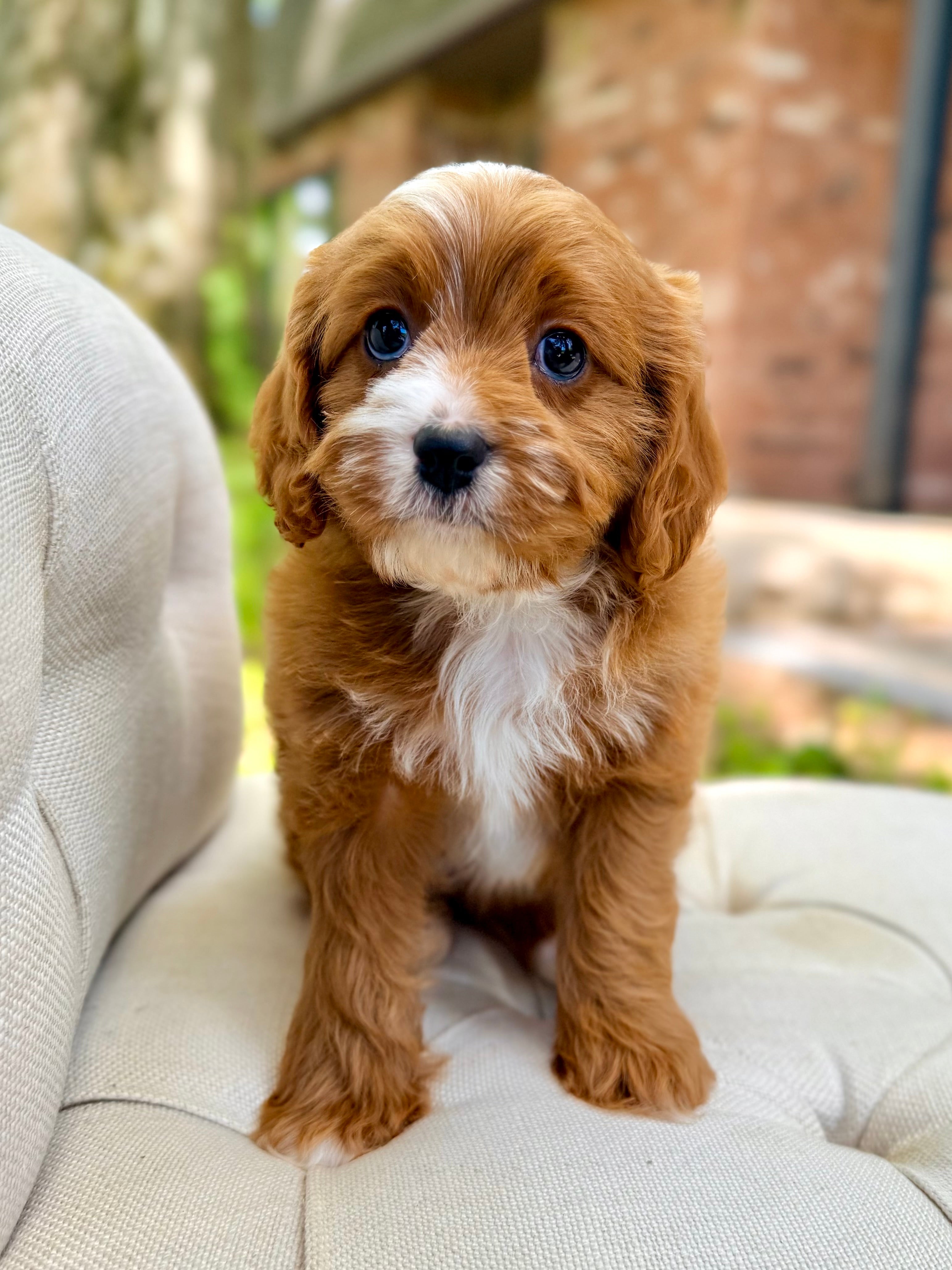 Elodie Cavapoo Puppy 💗 – Precious Pups Doodles