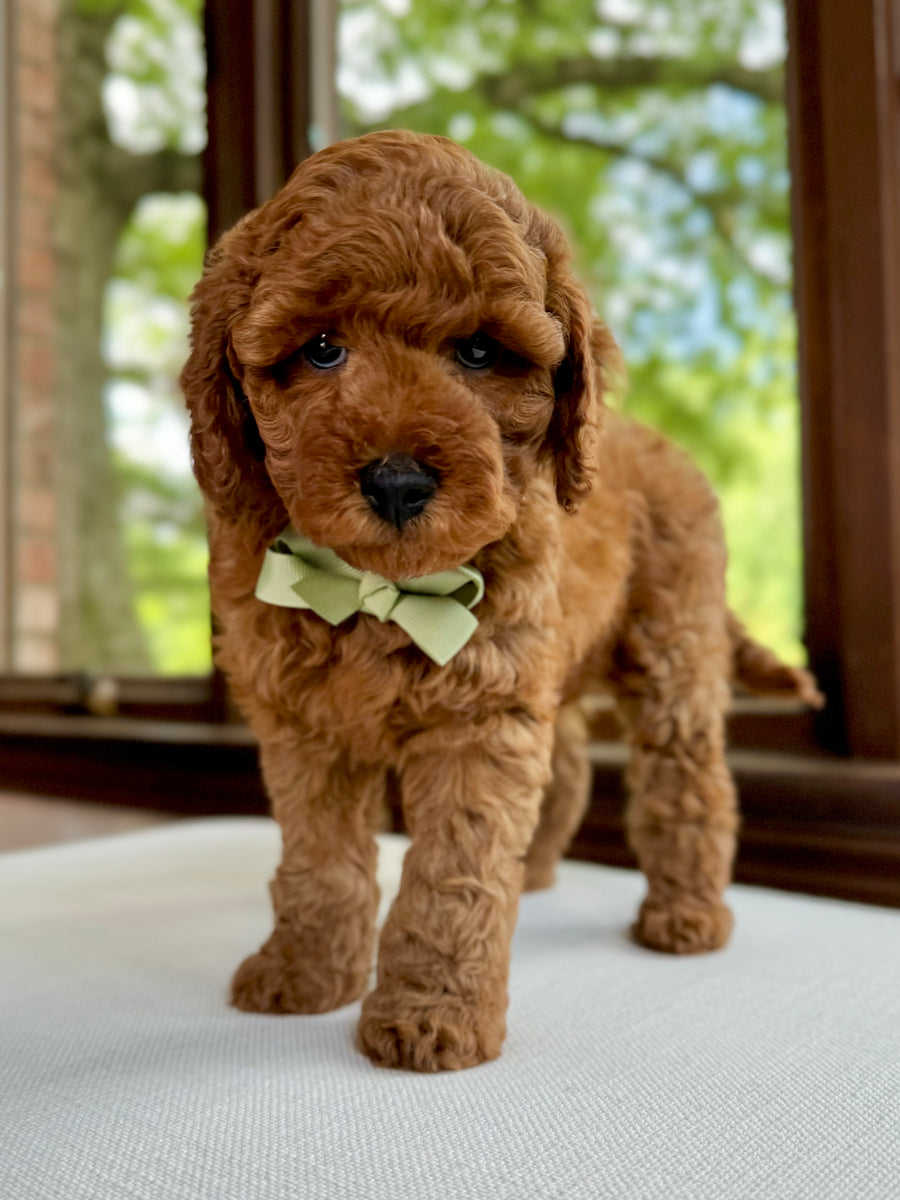 Nash F1b Cavapoo/Poodle Puppy 💙 SOLD – Precious Pups USA