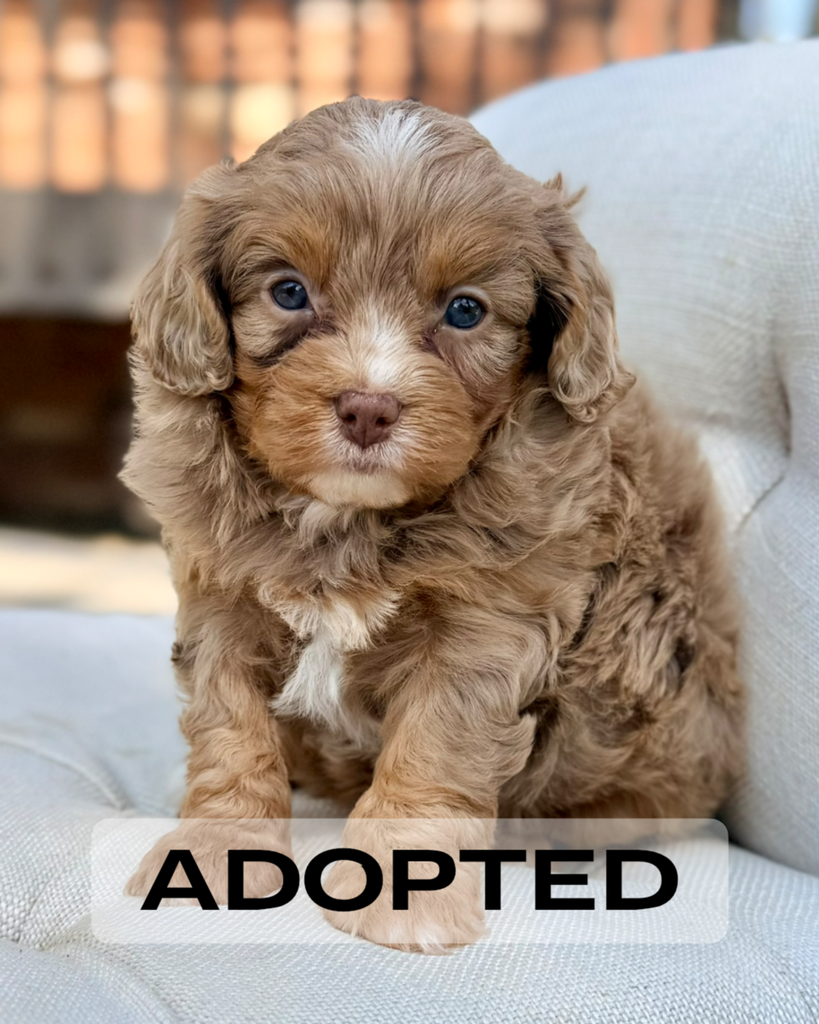 Available Puppies – Page 5 – Precious Pups Doodles