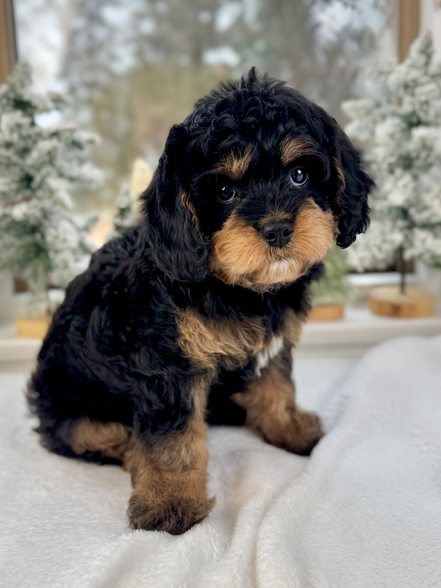 Cinder Cavapoo Puppy 💗 ADOPTED – Precious Pups USA