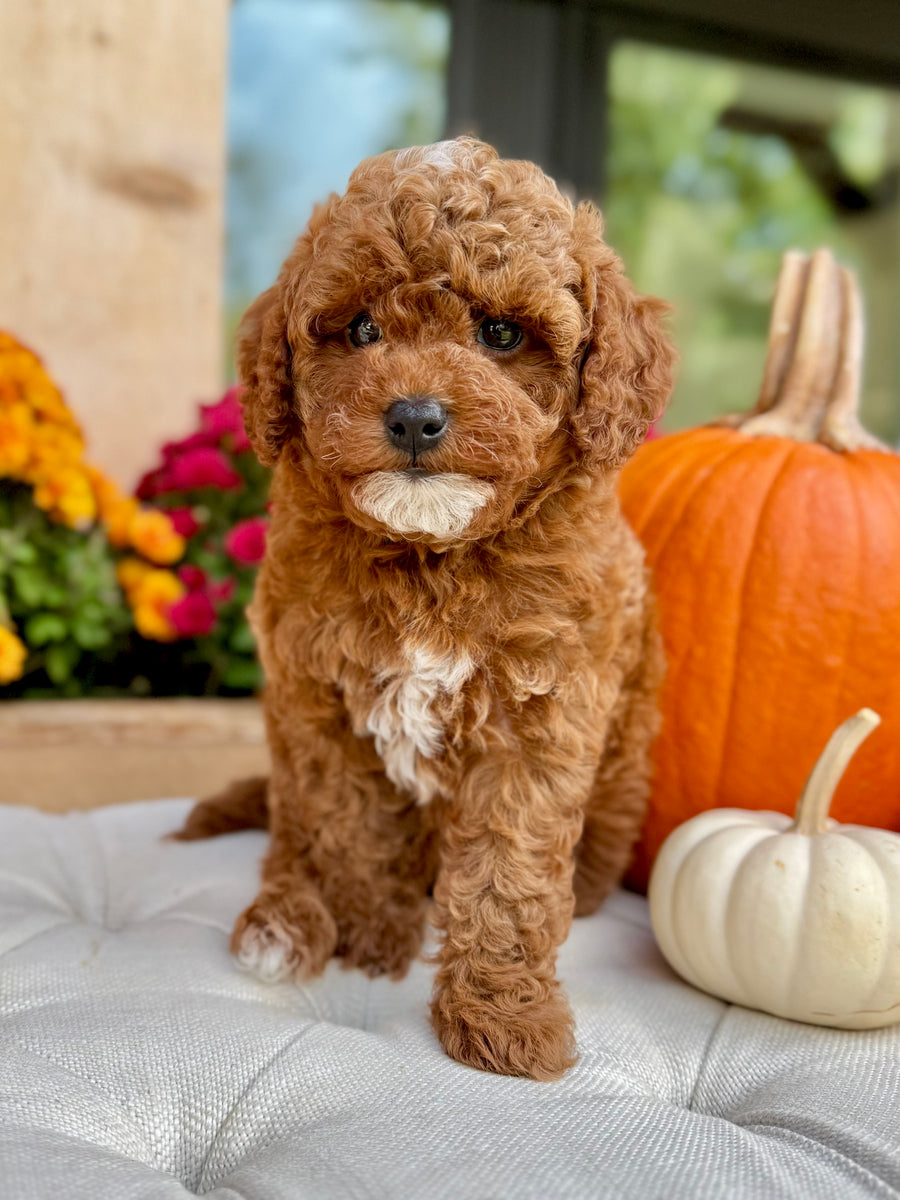 Maren F1b Cavapoo Puppy 💗 ADOPTED – Precious Pups USA