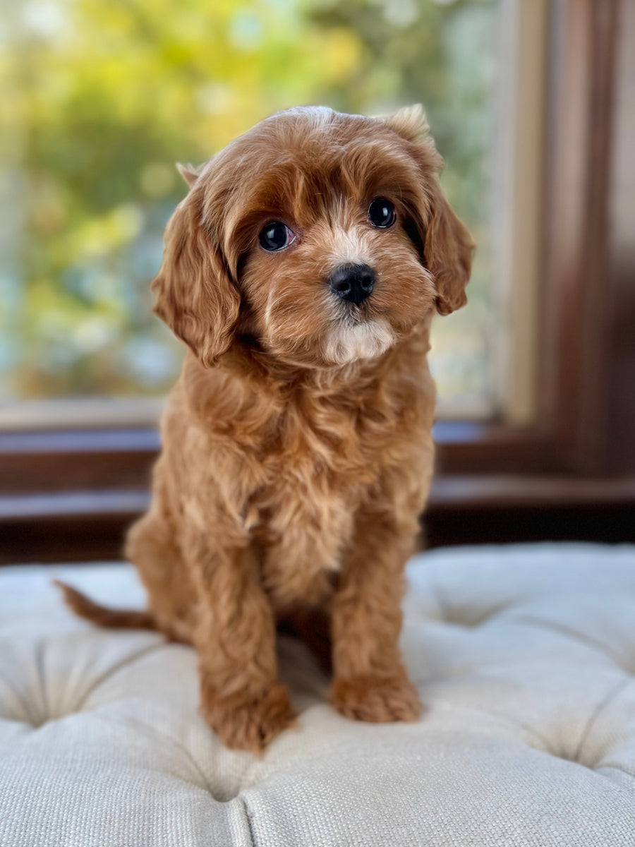 Ruby Cavapoo Puppy 💗 ADOPTED – Precious Pups USA
