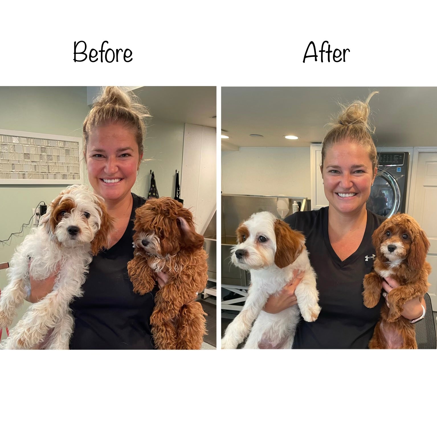 Gallery – Precious Pups USA