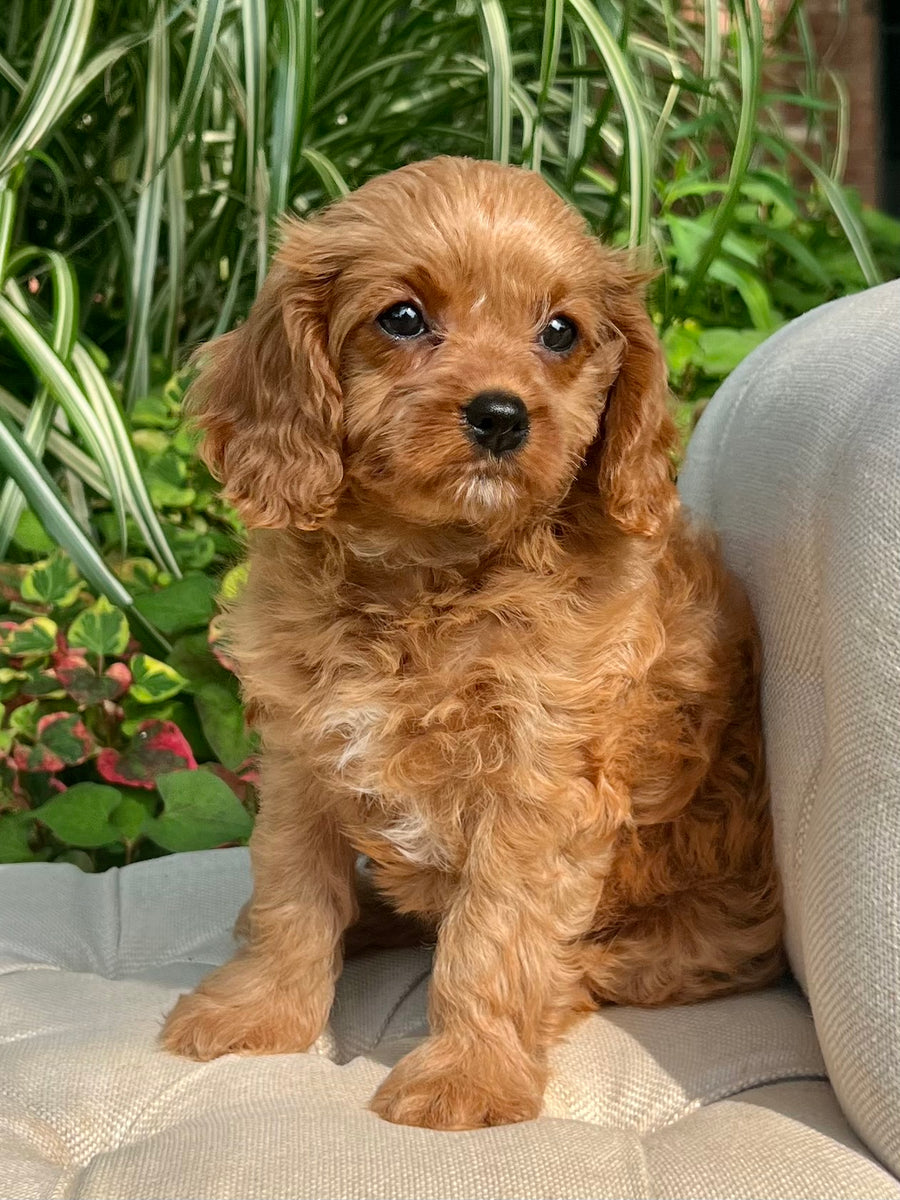 Lacey Cavapoo Puppy 💗 SOLD – Precious Pups Doodles