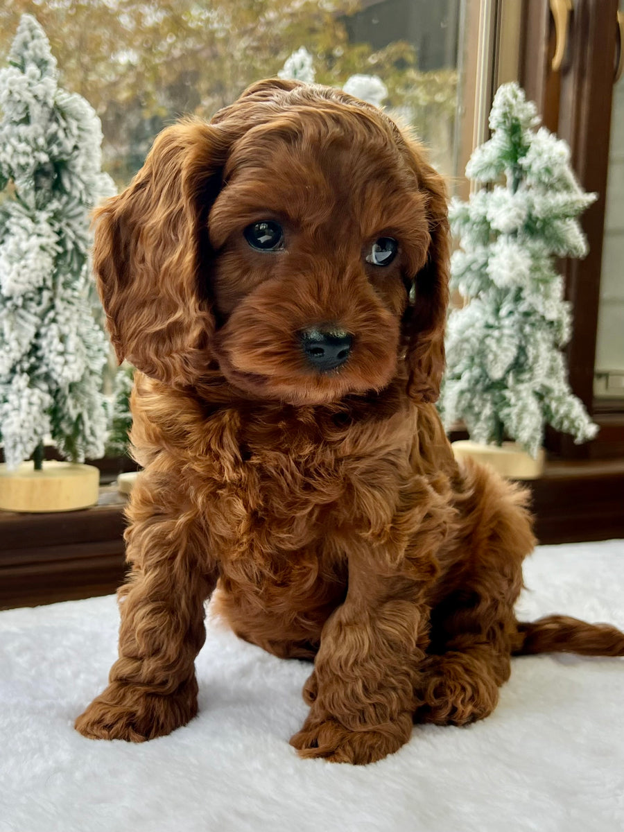 Chestnut Cavapoo Puppy 💙 SOLD – Precious Pups USA