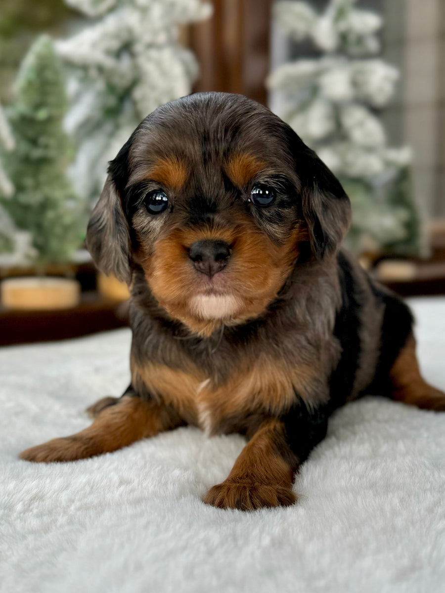 Sugarplum Cavapoo Puppy 💗 SOLD – Precious Pups USA
