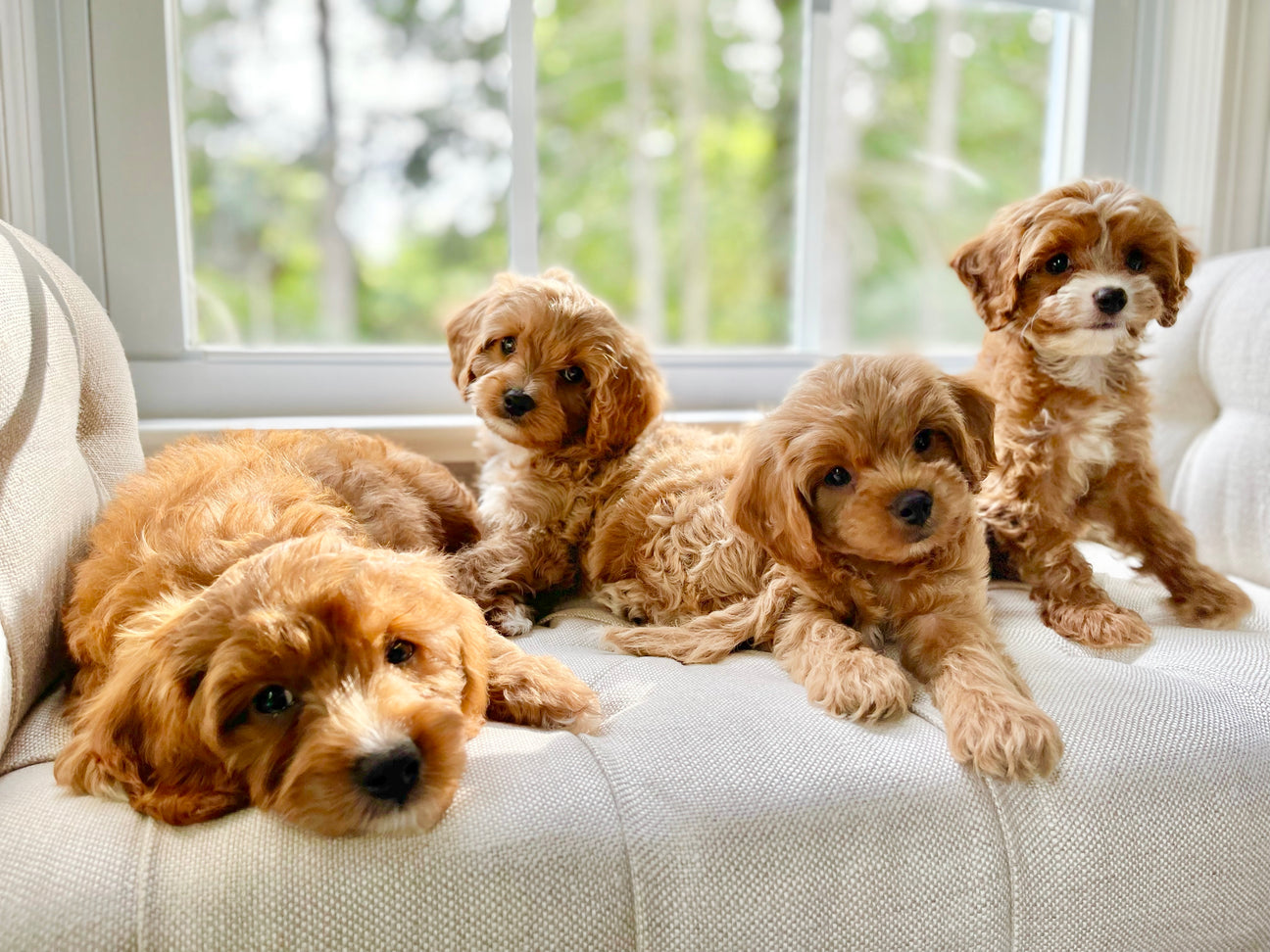 Precious Pups USA | Sagamore Hills, Ohio – Precious Pups Doodles