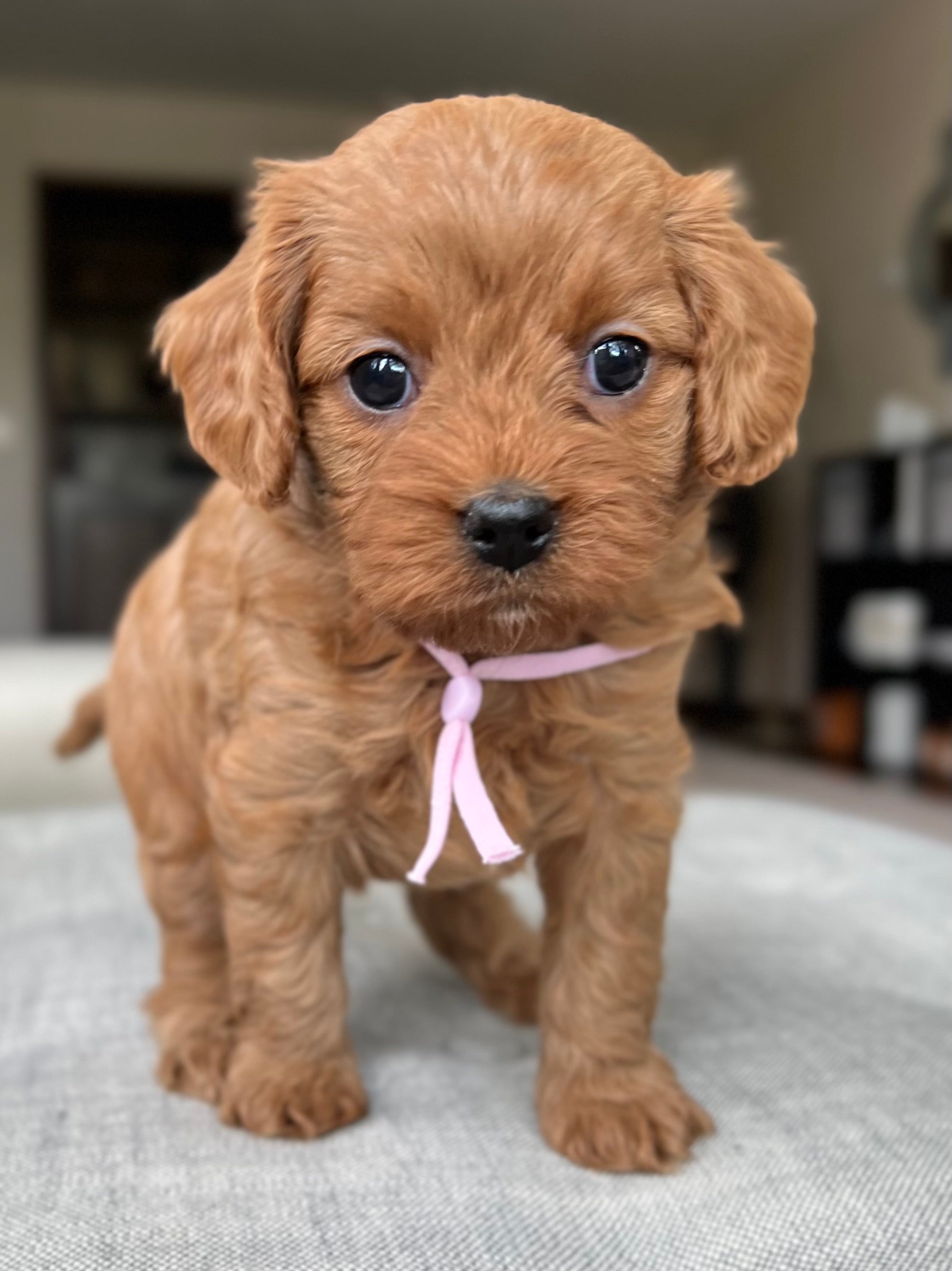 Available Puppies – Page 2 – Precious Pups USA