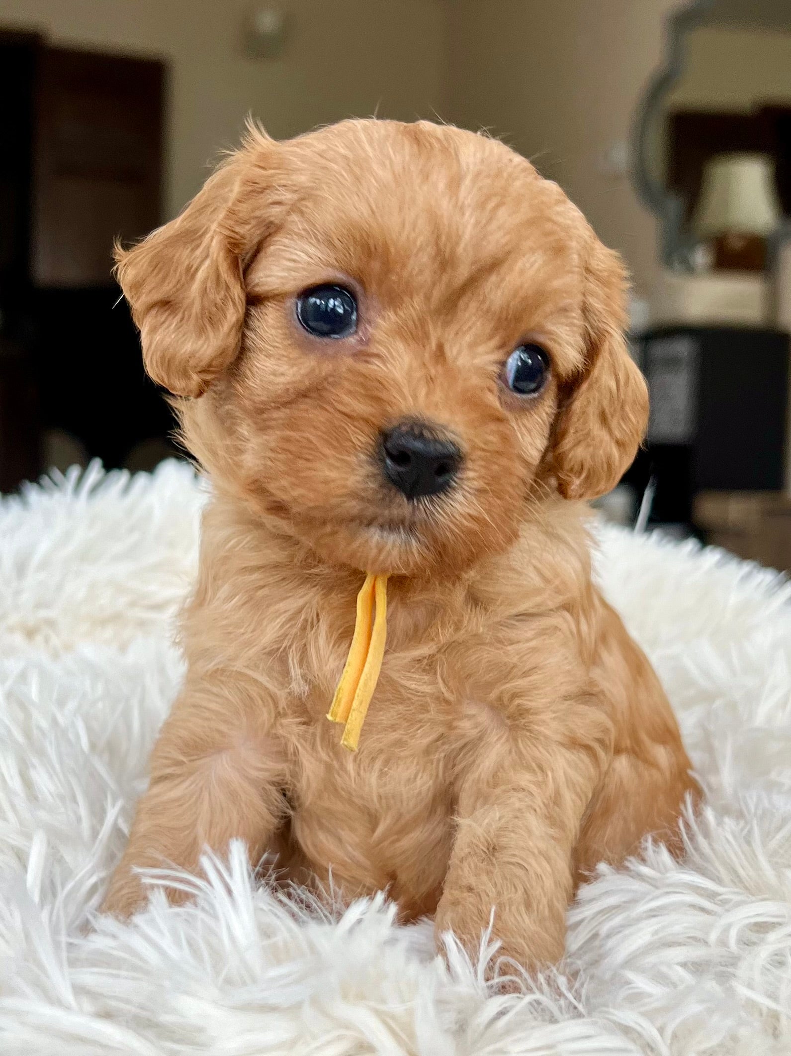 Available Puppies – Page 2 – Precious Pups USA