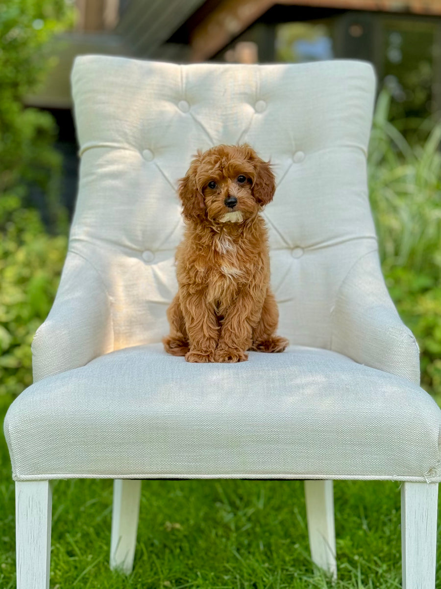 Teddy Teacup Cavapoo Puppy 💙 SOLD – Precious Pups USA