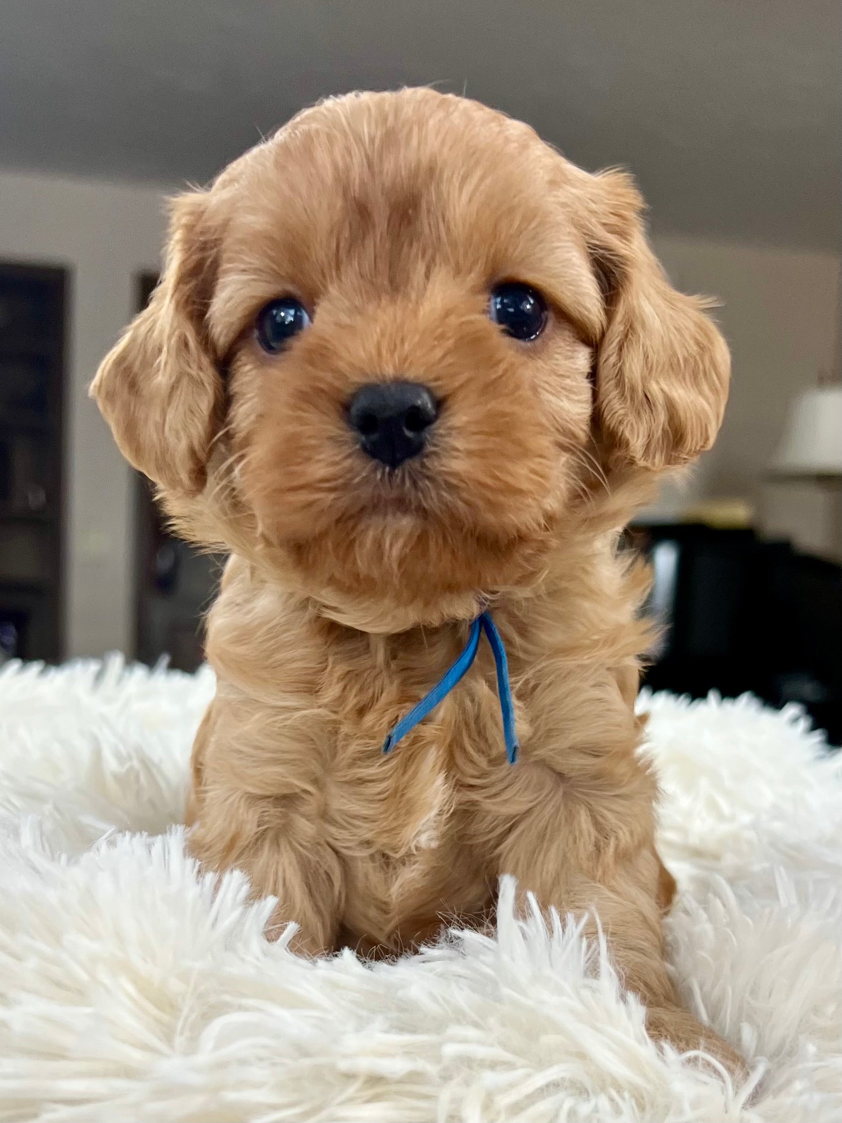 Available Puppies – Page 2 – Precious Pups USA