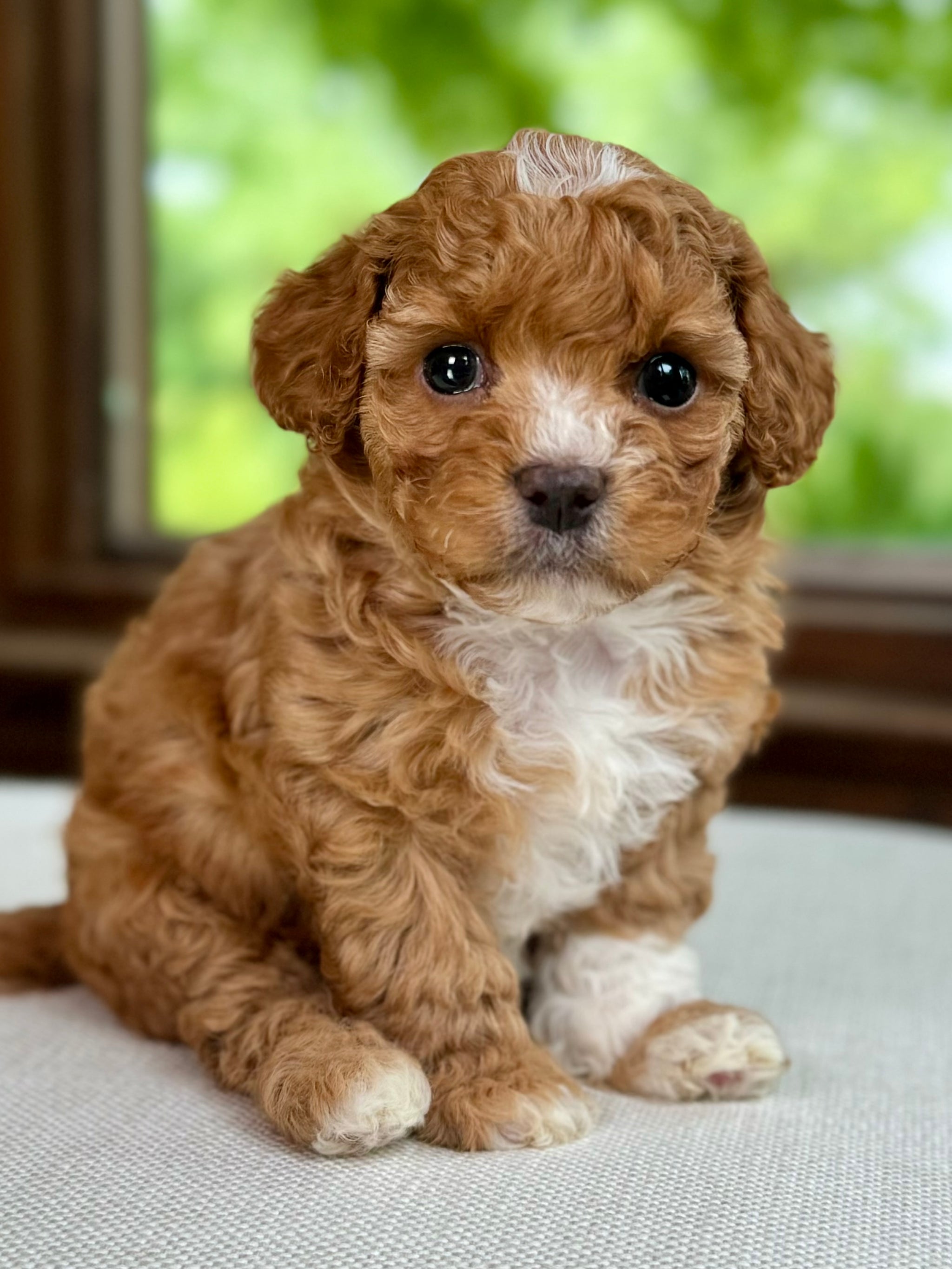 Available Puppies – Precious Pups USA